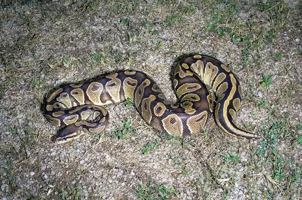 12 Frequently Asked Questions About Ball Pythons - ReptileStartUp.com