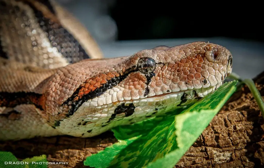 Boa constrictor - in the terrarium - ReptileStartUp.com