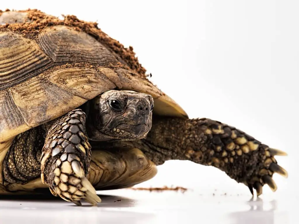 Hibernating winter tortoises - information & tips - ReptileStartUp.com