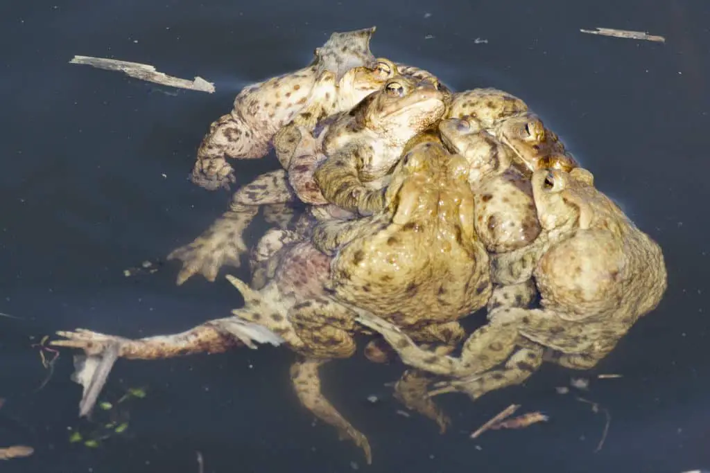 How do toads die? - ReptileStartUp.com