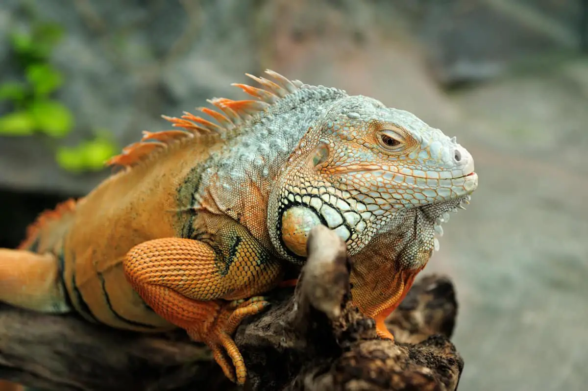 how to feed your lizards? - ReptileStartUp.com
