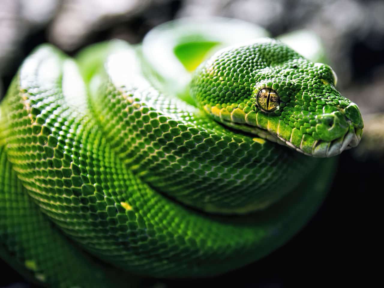 Information about constrictors - ReptileStartUp.com