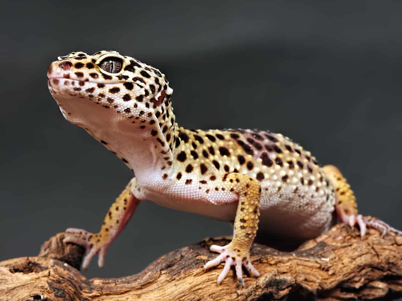 Leopard geckos: spotted stars in the terrarium - ReptileStartUp.com