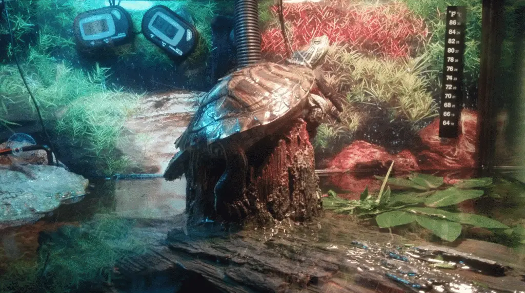 Setting up your terrarium for aquatic turtles - ReptileStartUp.com