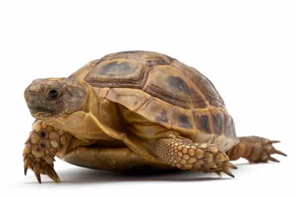 1st time buyer of land tortoise - here is everything you need to know ...