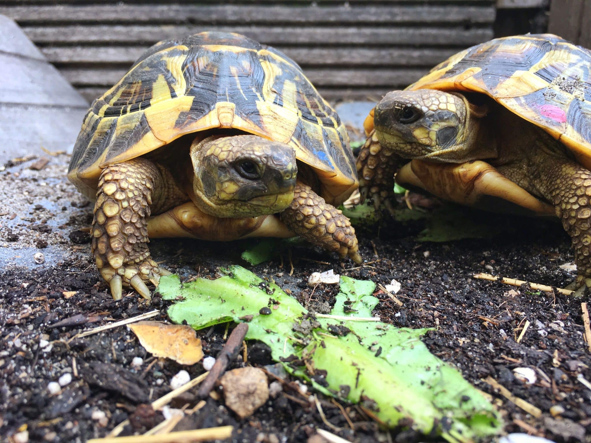 what`s the proper nutrition for your tortoise? - ReptileStartUp.com