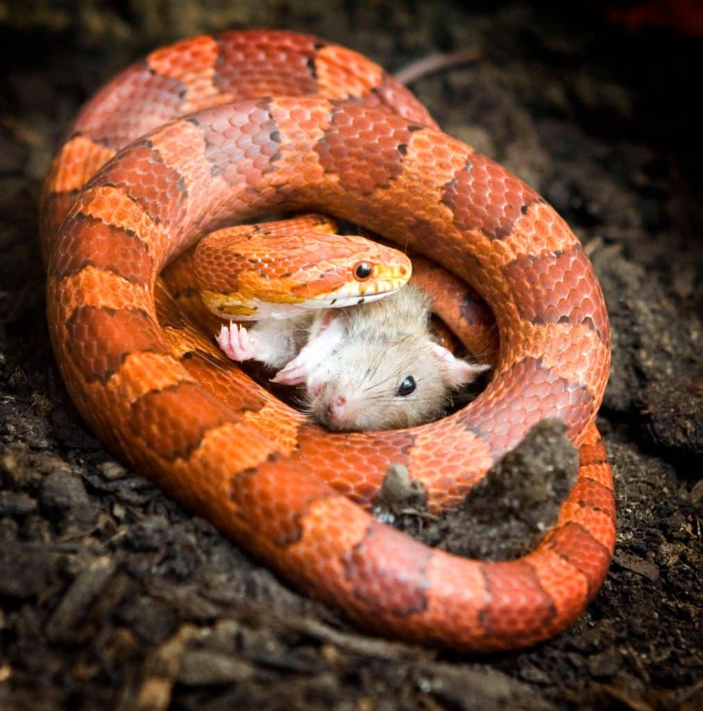 What do snakes eat? - ReptileStartUp.com