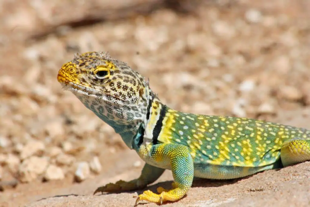 Lizards - ReptileStartUp.com