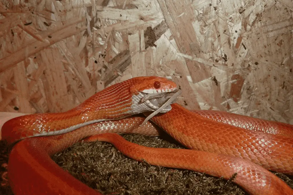 What do snakes eat? - ReptileStartUp.com