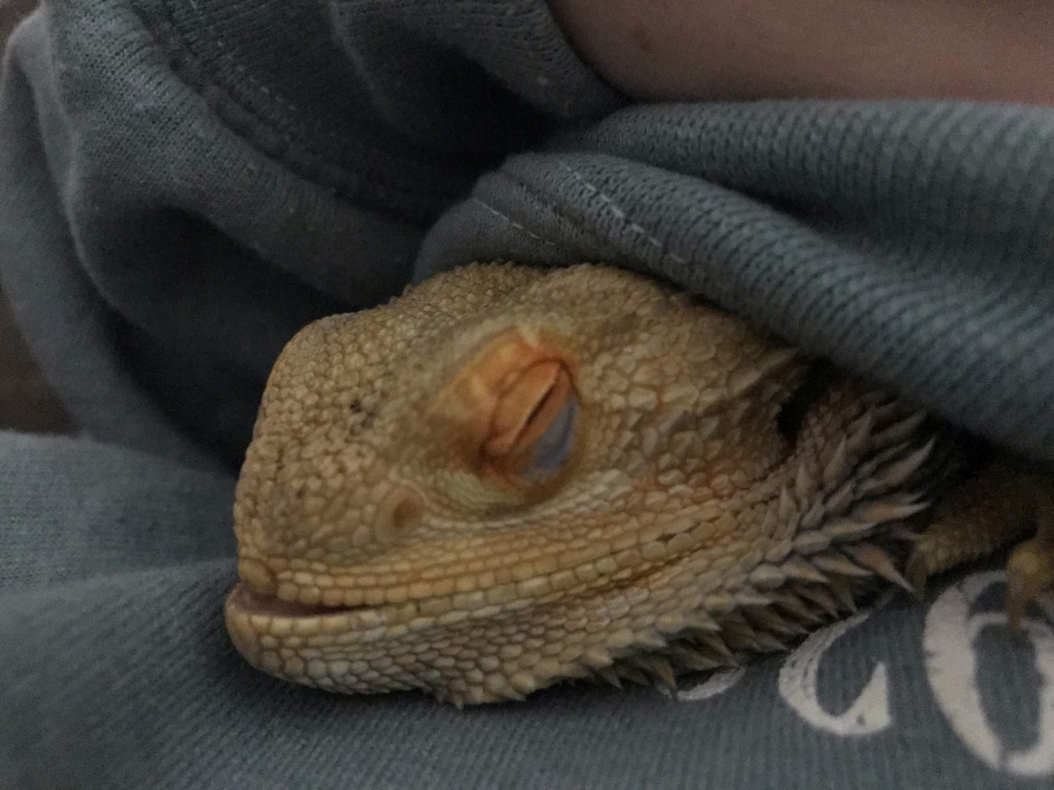 Brumation in reptiles and amphibians - ReptileStartUp.com