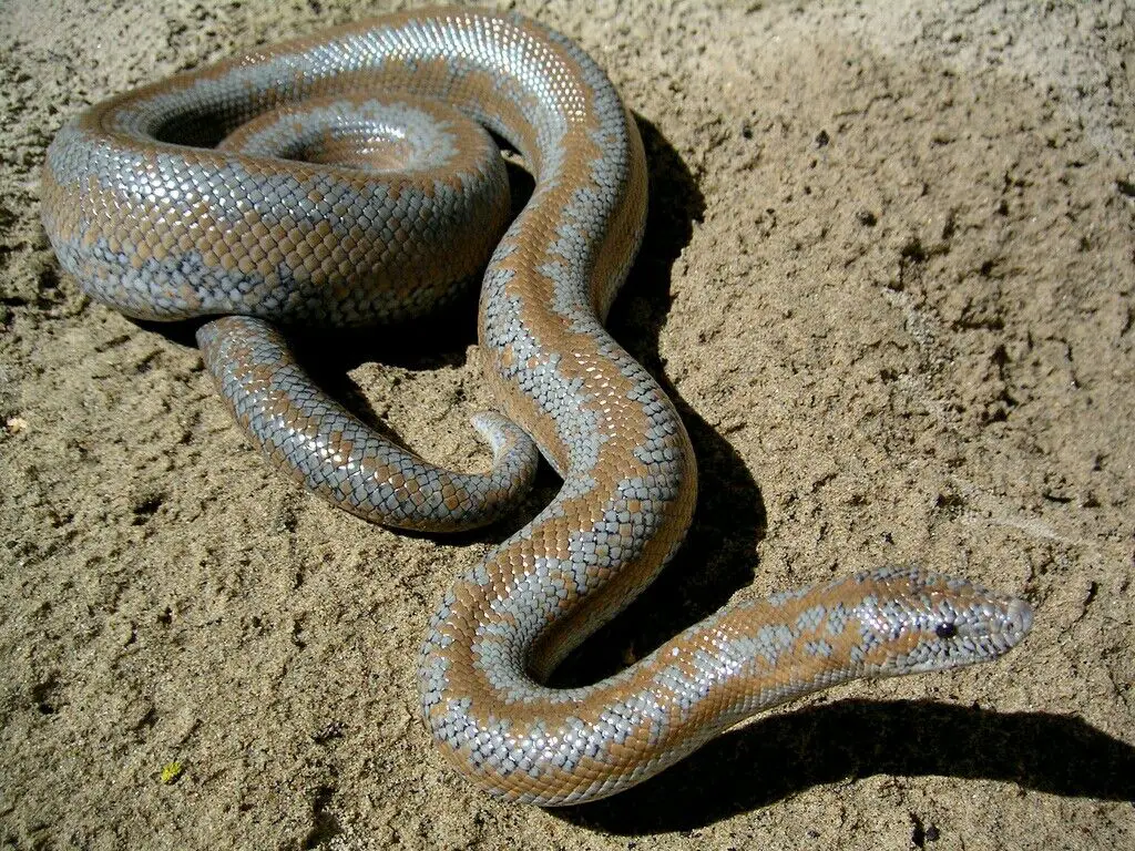 Snakes - ReptileStartUp.com