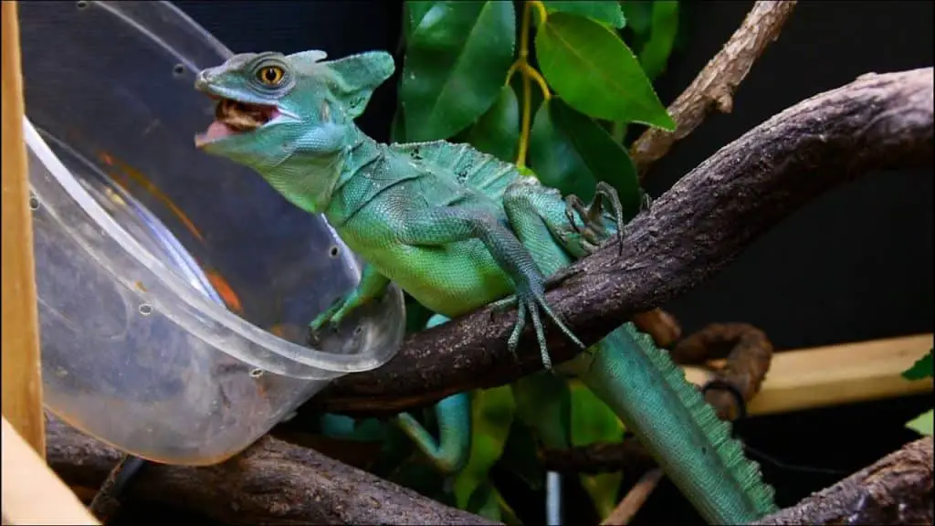 how to feed your lizards? - ReptileStartUp.com