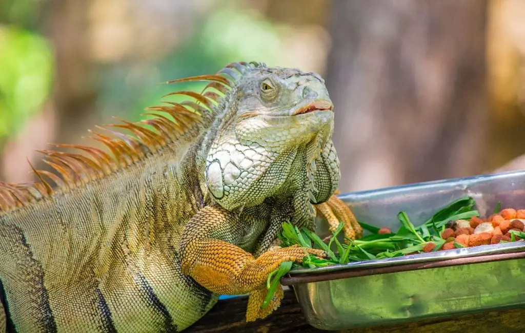 Iguanas diet and vitamins can be a bit of a science - ReptileStartUp.com
