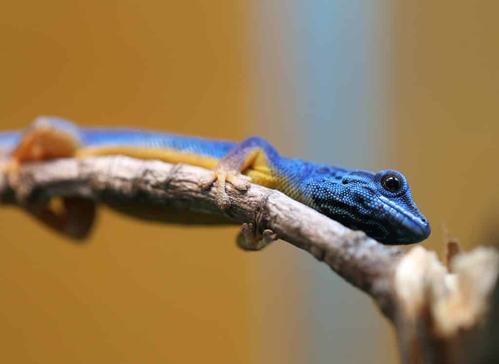 Lygodactylus williamsi - An exotic among the exotics - ReptileStartUp.com