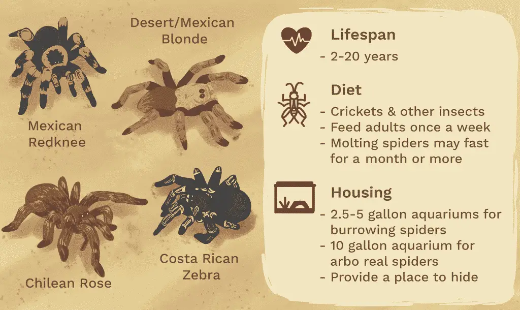 What to feed my tarantula? - ReptileStartUp.com