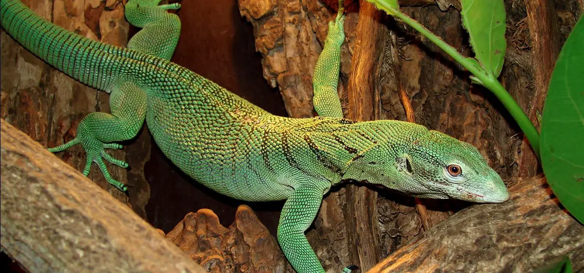 how to feed your lizards? - ReptileStartUp.com