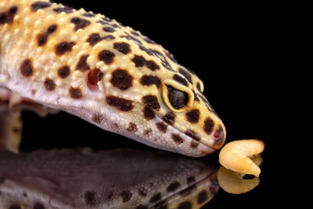 What insects do reptiles eat? - ReptileStartUp.com