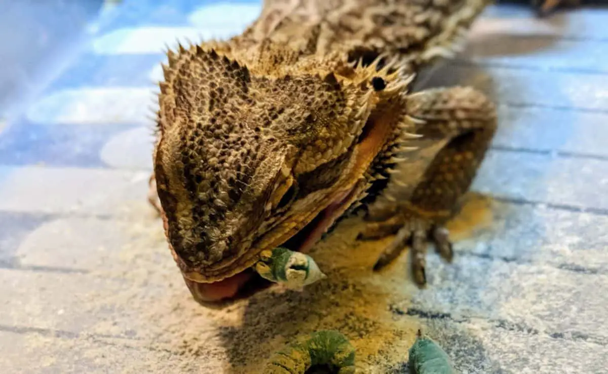 What size should live feed insects be? - ReptileStartUp.com