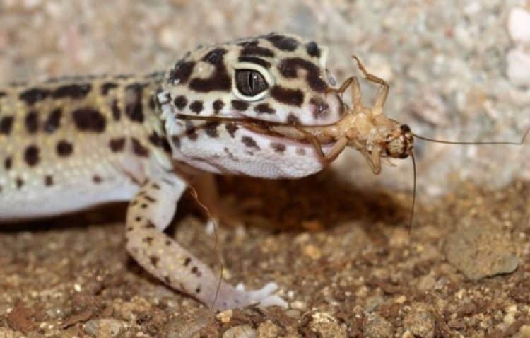 What insects do reptiles eat? - ReptileStartUp.com