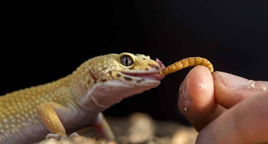 What insects do reptiles eat? - ReptileStartUp.com