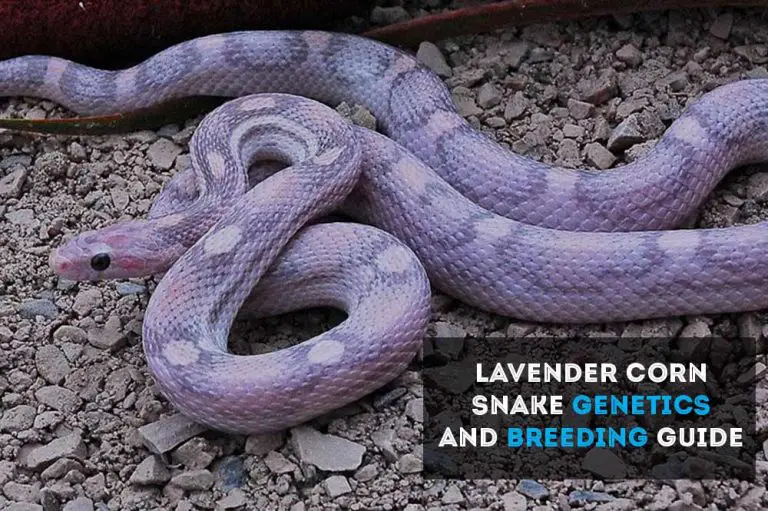 Are There Purple Snakes : 13 Beautiful Purple Snakes With Pictures and ...