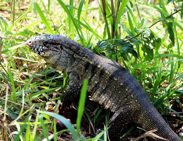 Beginner's Guide to Tegu Feeding and Care - ReptileStartUp.com