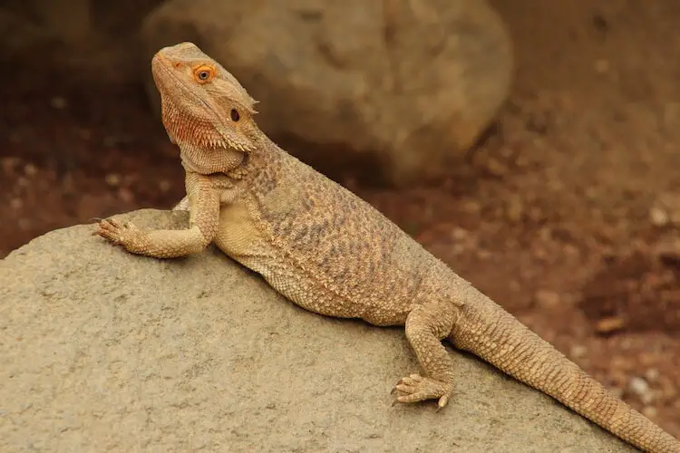 Can Lizards Eat Bread? - ReptileStartUp.com