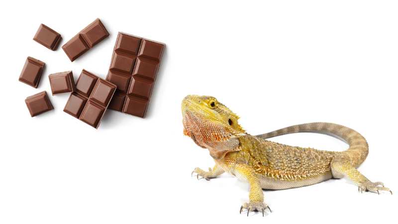 Can Lizards Eat Chocolate? - ReptileStartUp.com