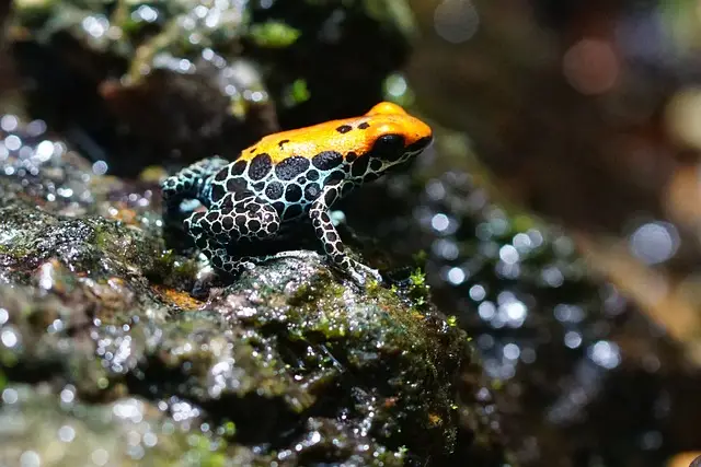 Can You Keep Mourning Geckos With Dart Frogs? - ReptileStartUp.com