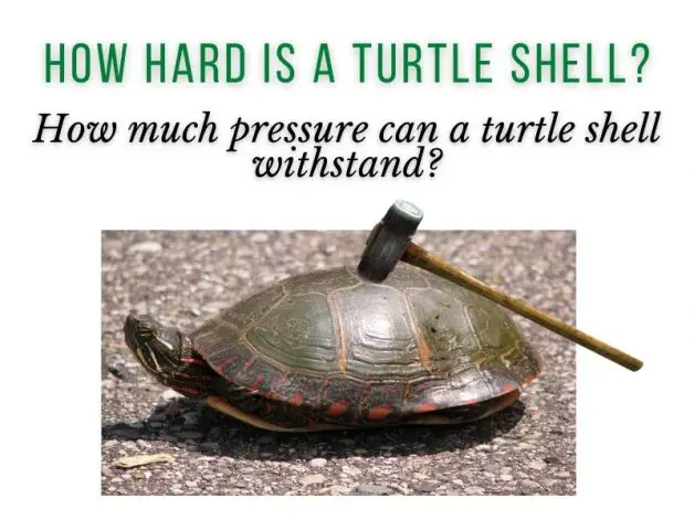 Can a Turtle Survive Without Its Shell? - ReptileStartUp.com