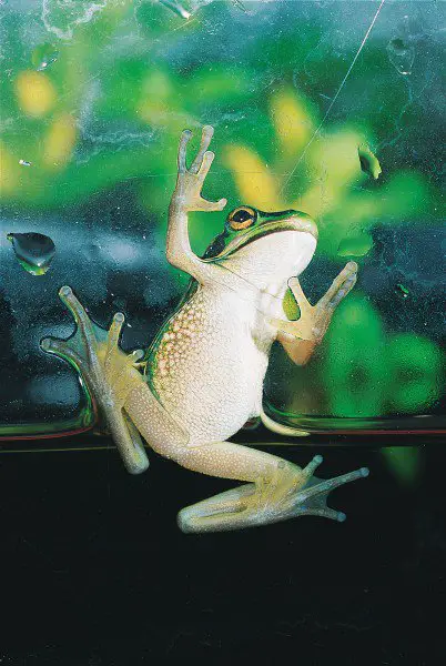 Do Frogs Have Hands and Paws? - ReptileStartUp.com