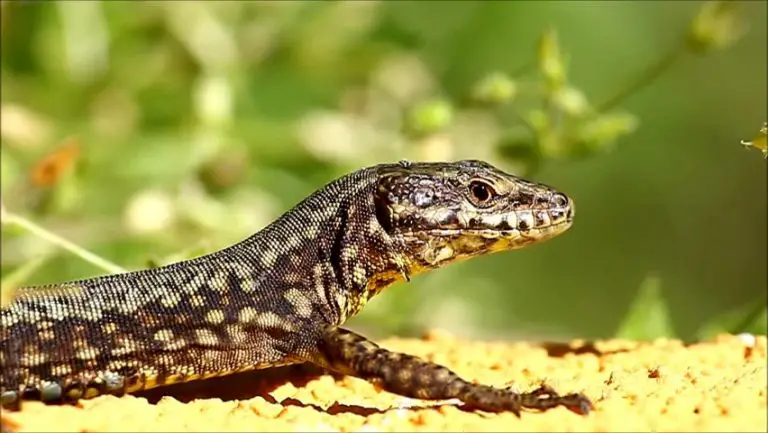 Do Lizards Smell? - ReptileStartUp.com