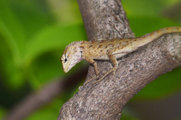 How Long Do Lizards Live in Florida? - ReptileStartUp.com