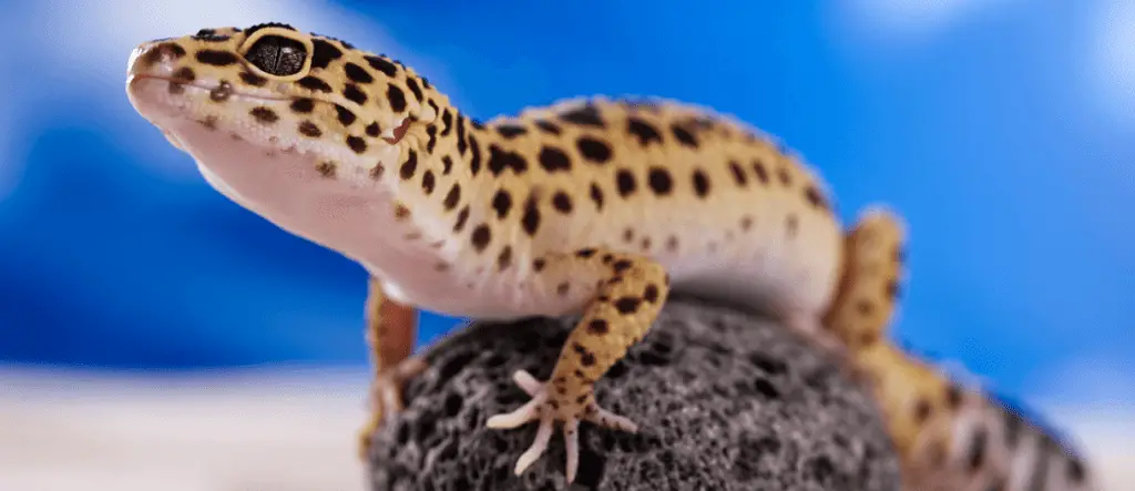 How Old Are Leopard Geckos at Petsmart? - ReptileStartUp.com