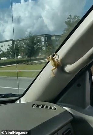 How to Get a Frog Out of Your Car? - ReptileStartUp.com