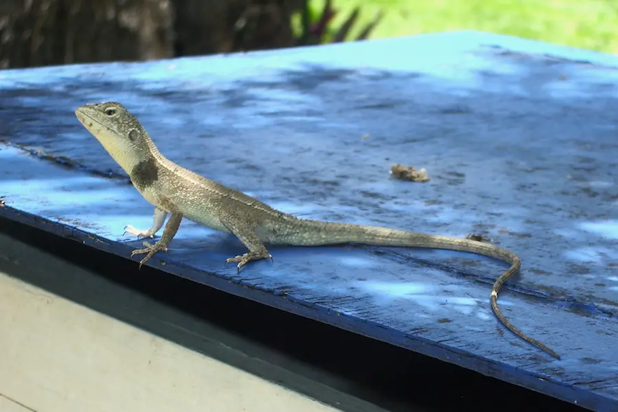 Is There a Spray For Killing Geckos With Dettol? - ReptileStartUp.com