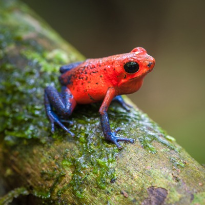 Why Do Frogs Have Bilateral Symmetry? - ReptileStartUp.com
