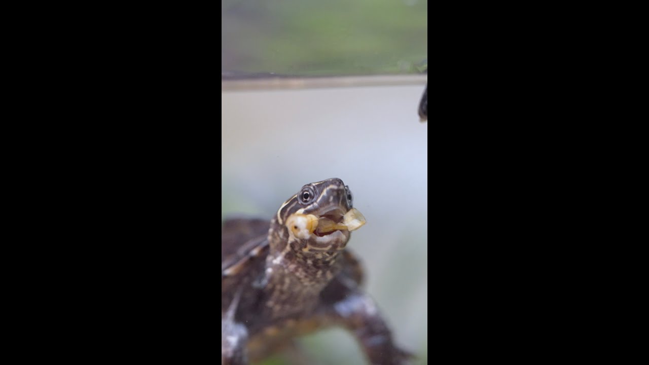 Why Do Turtles Throw Up? - ReptileStartUp.com