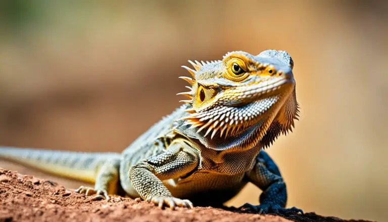 Understanding Bearded Dragon Behaviors and Body Language