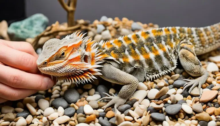 Bearded Dragon Shedding Tips - Remove Stuck Shed Easily