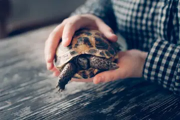 Can Turtles Eat Cheese? - ReptileStartUp.com