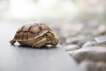Can Turtles Eat Cheese? - ReptileStartUp.com