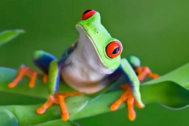 Do Frogs Have Hands and Paws? - ReptileStartUp.com
