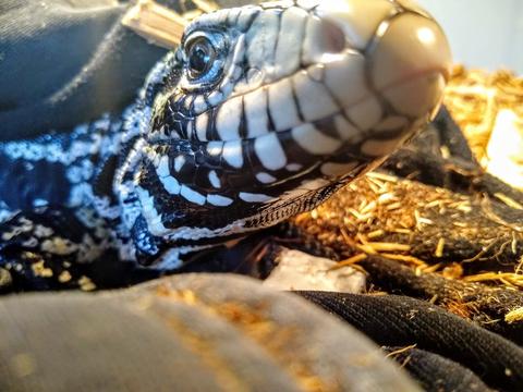 How Smart Are Tegus? Understanding Tegu Intelligence - ReptileStartUp.com