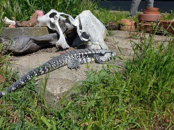 Beginner's Guide to Tegu Feeding and Care - ReptileStartUp.com